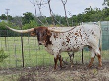 HL DOUBLE SHOT OF BRANDY