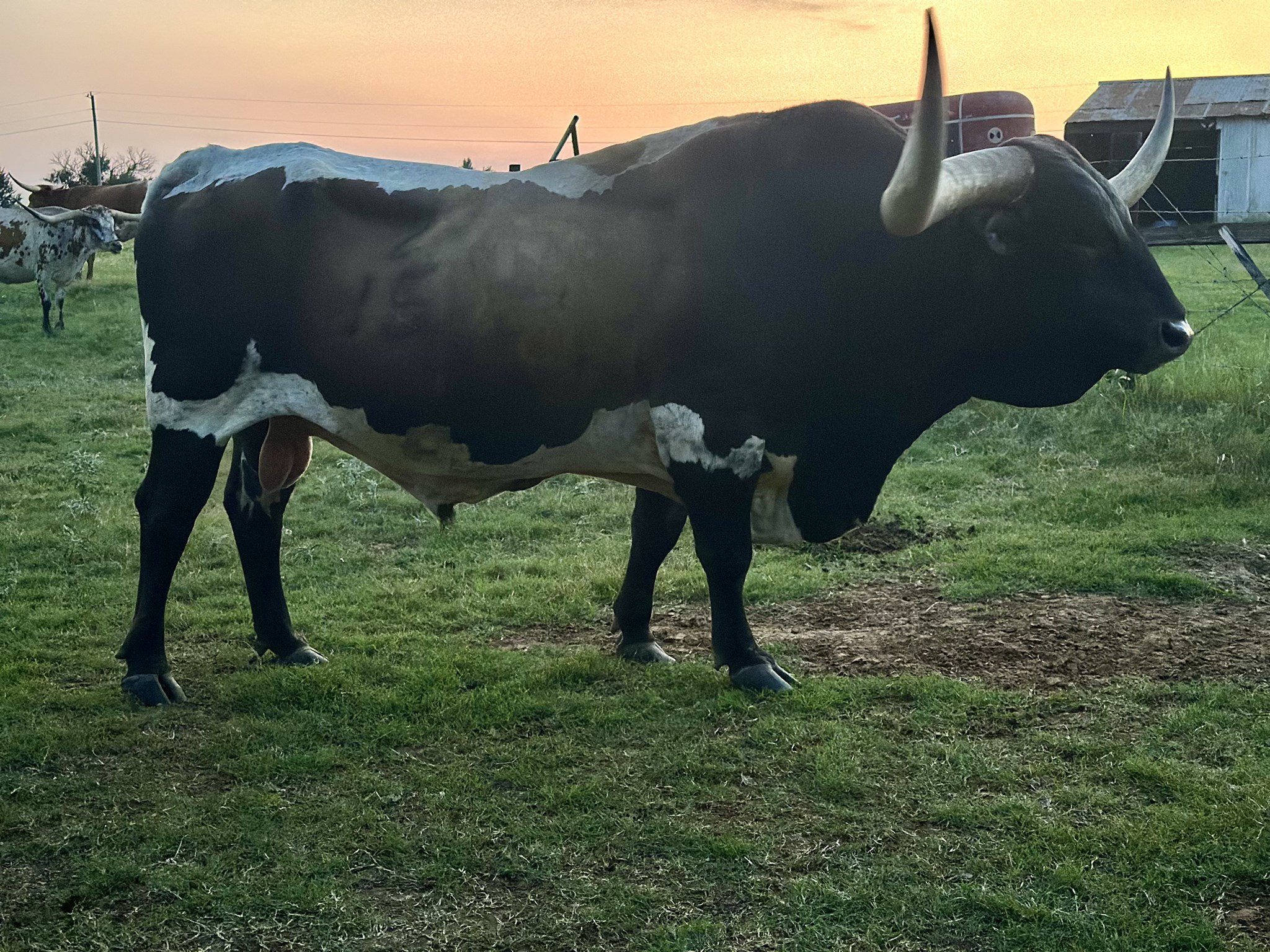 DARK KNIGHT EOT 2/15