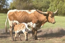 BCR AMERICAN GOLD 125